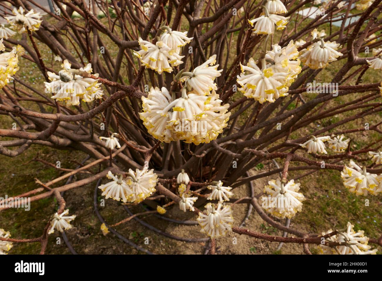 yellow flowers of Edgeworthia chrysantha shrub Stock Photo - Alamy