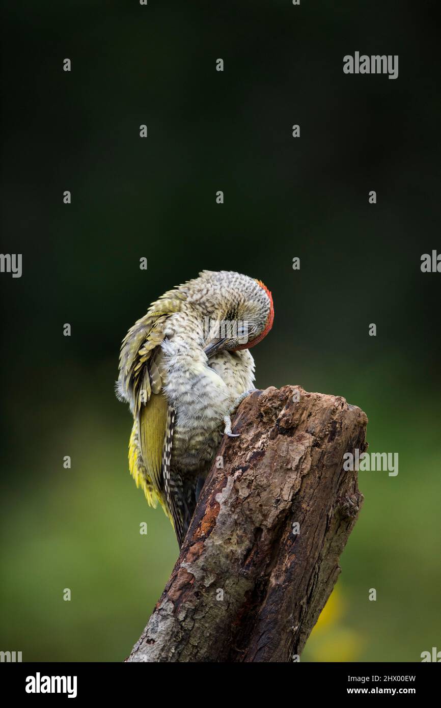 Green Woodpecker; Picus viridis; Juvenile Female; Preening; UK Stock ...