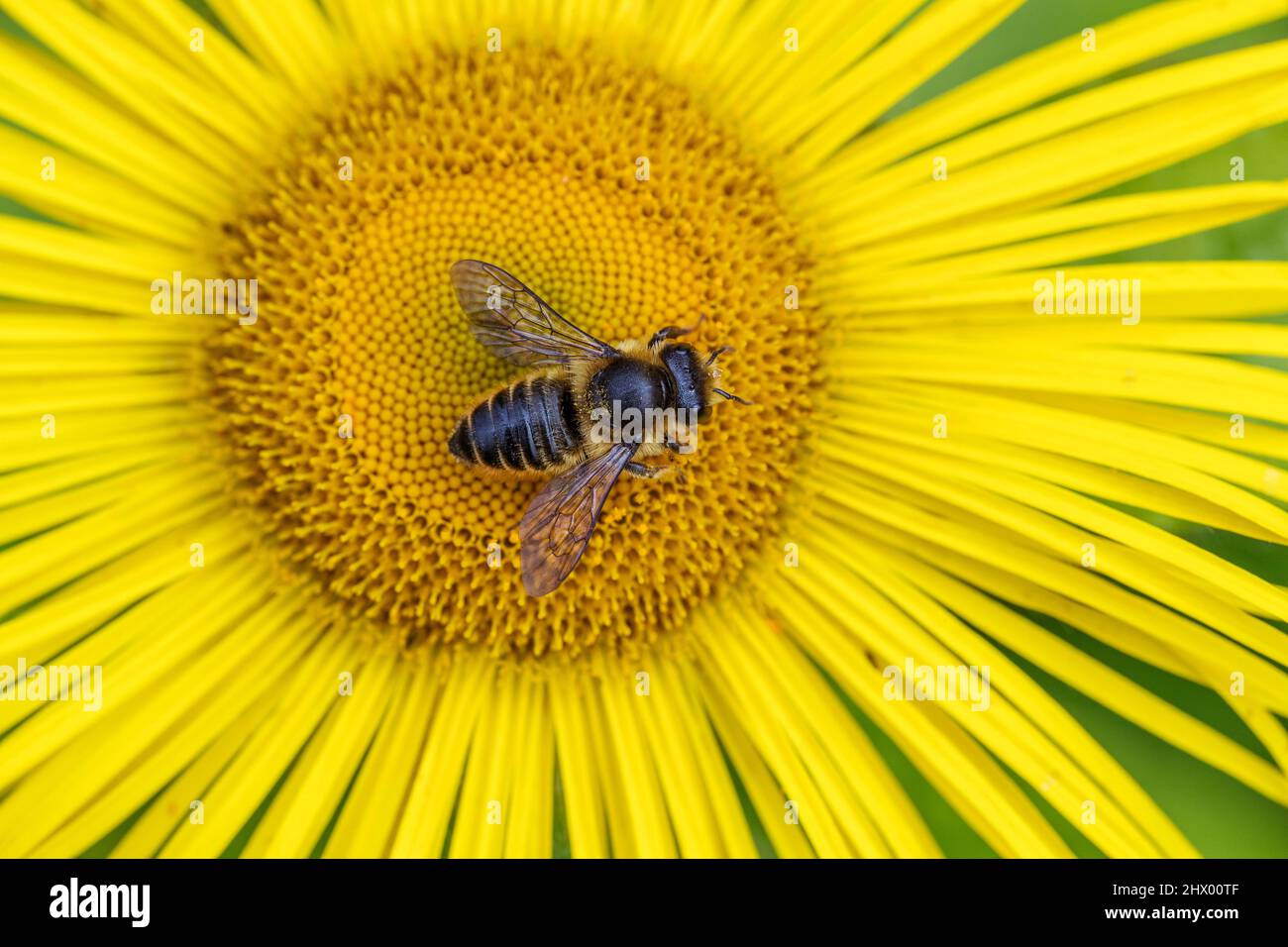 Patchwork Leaf Cutter Bee; Megachile centuncularis; on Inula Flower; UK ...