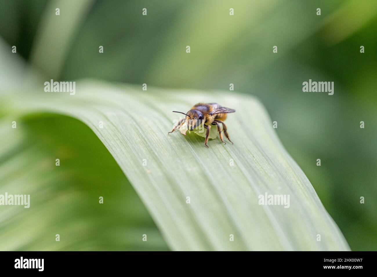 Patchwork Leaf Cutter Bee; Megachile centuncularis; Carrying Leaf; UK ...