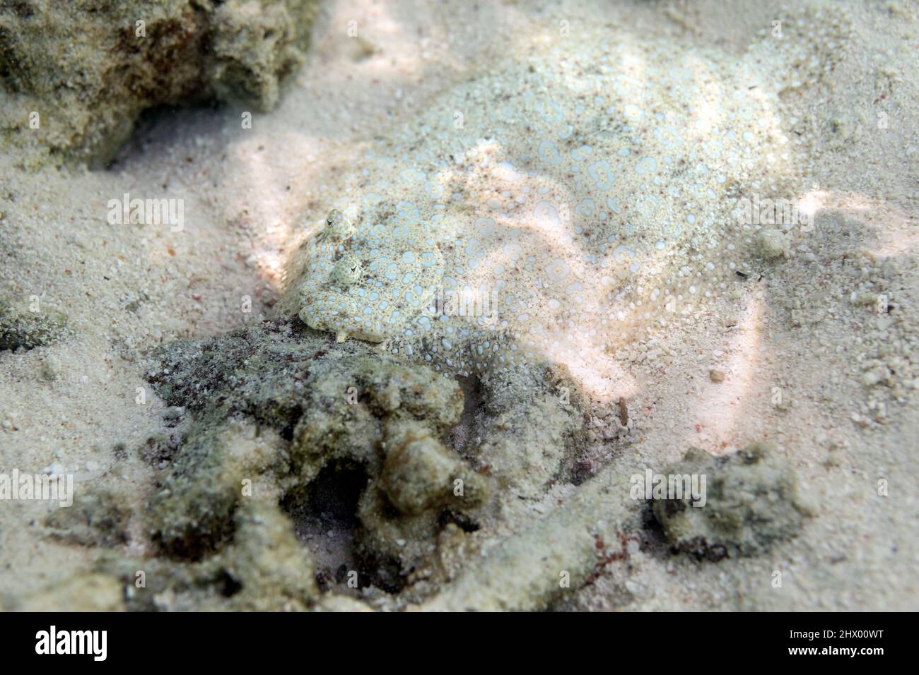 Leopard Flounder; Bothus pantherinus; Female; Maldives Stock Photo - Alamy