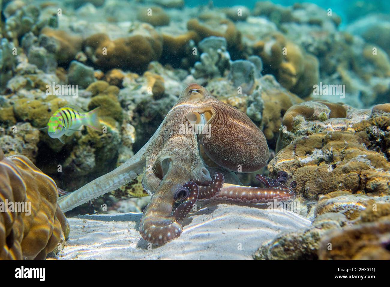 Common Octopus; Octopus vulgaris; Maldives Stock Photo - Alamy