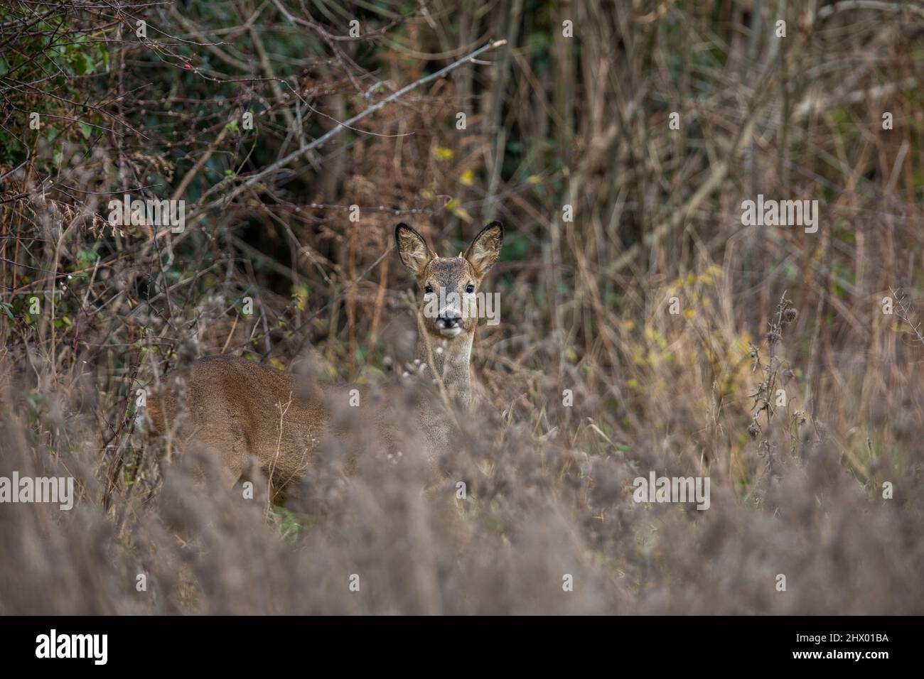 First year deer hi-res stock photography and images - Alamy