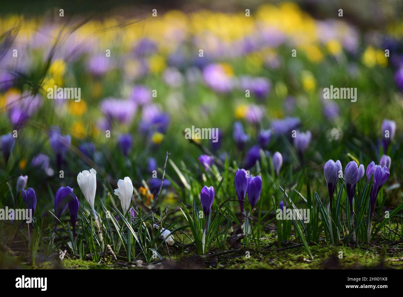 Spring glowers hi-res stock photography and images - Alamy