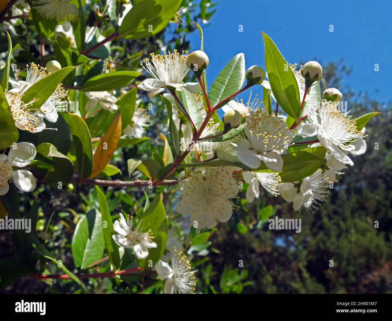 Myrtle blooming in Sardinia, Italy Stock Photo - Alamy