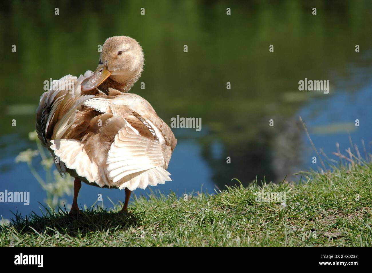 Sweet duck by a lake Stock Photo - Alamy