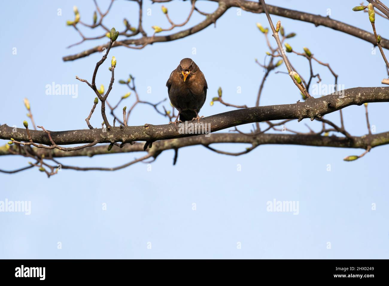 Female blackbird regurgitates indigestable food while perched on branch ...