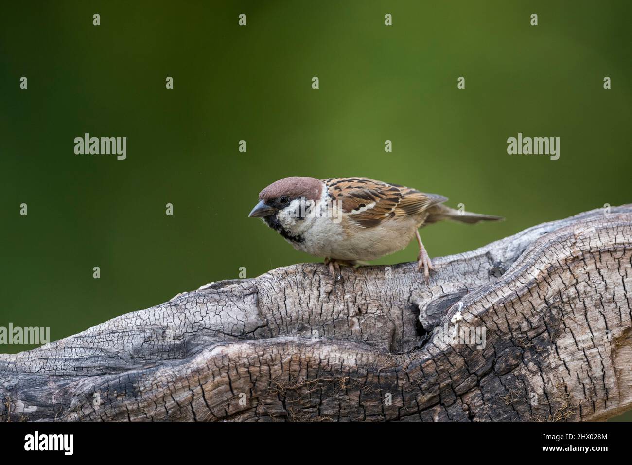 Tree Sparrow; Passer montanus; UK Stock Photo - Alamy