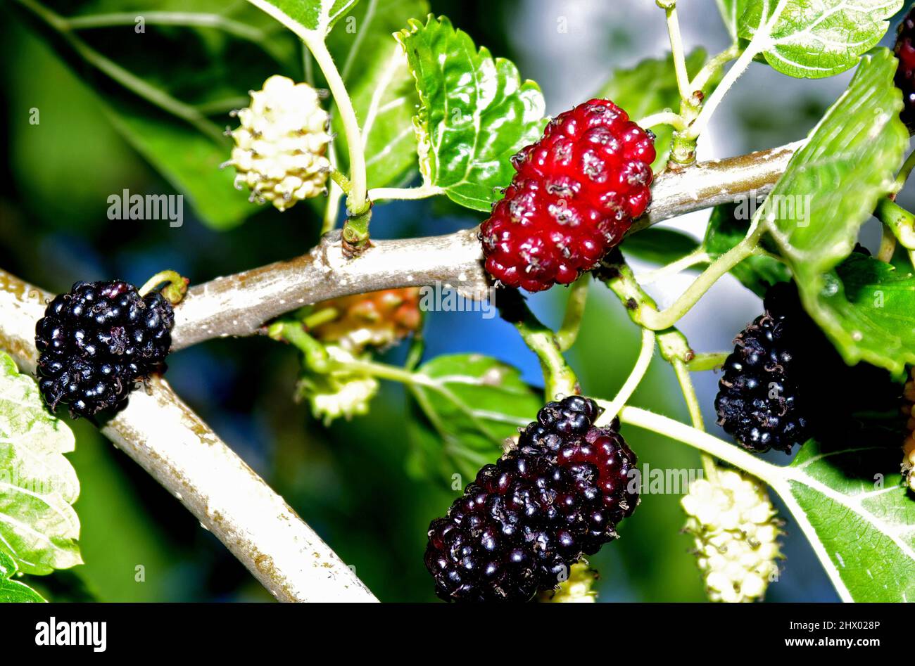 Mulberries fruits close-up in nature Stock Photo - Alamy