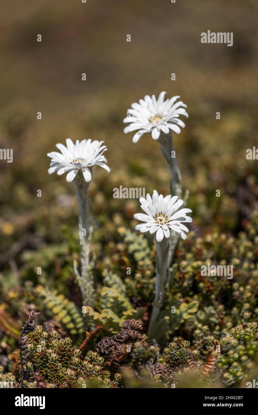 Vanilla Daisy; Leucheria suaveolens; Flowering; Falklands Stock Photo - Alamy