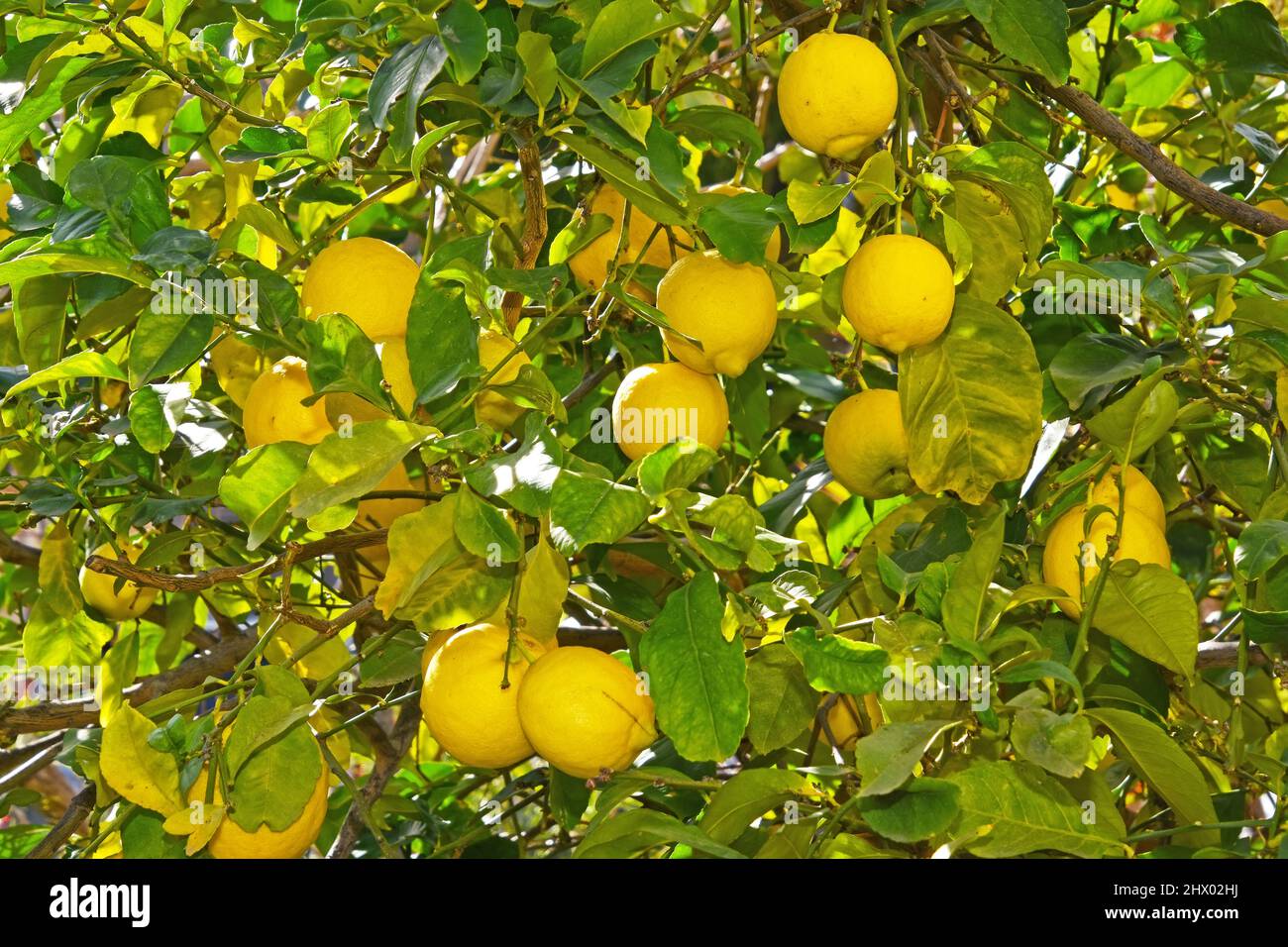 Lemon tree agriculture hi-res stock photography and images - Alamy
