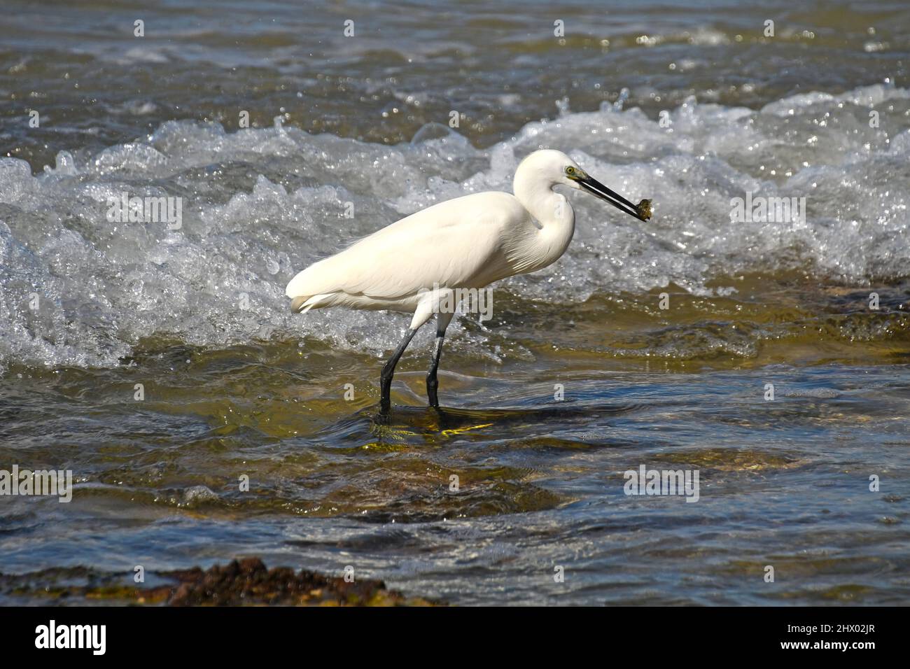 Hunt hunting for fish hi-res stock photography and images - Alamy
