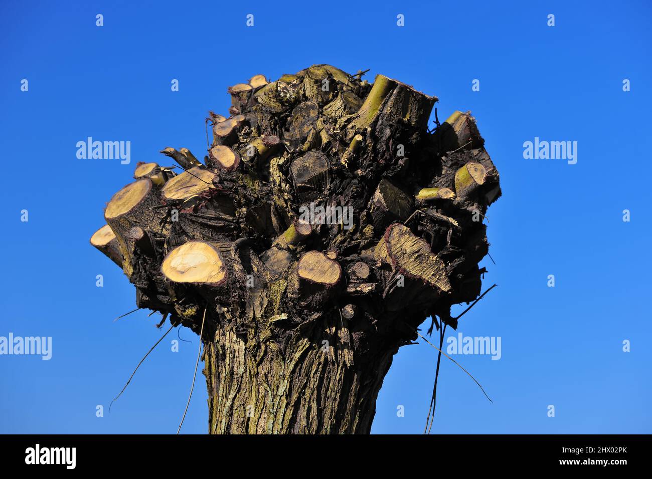 Pruned willow tree hi-res stock photography and images - Alamy