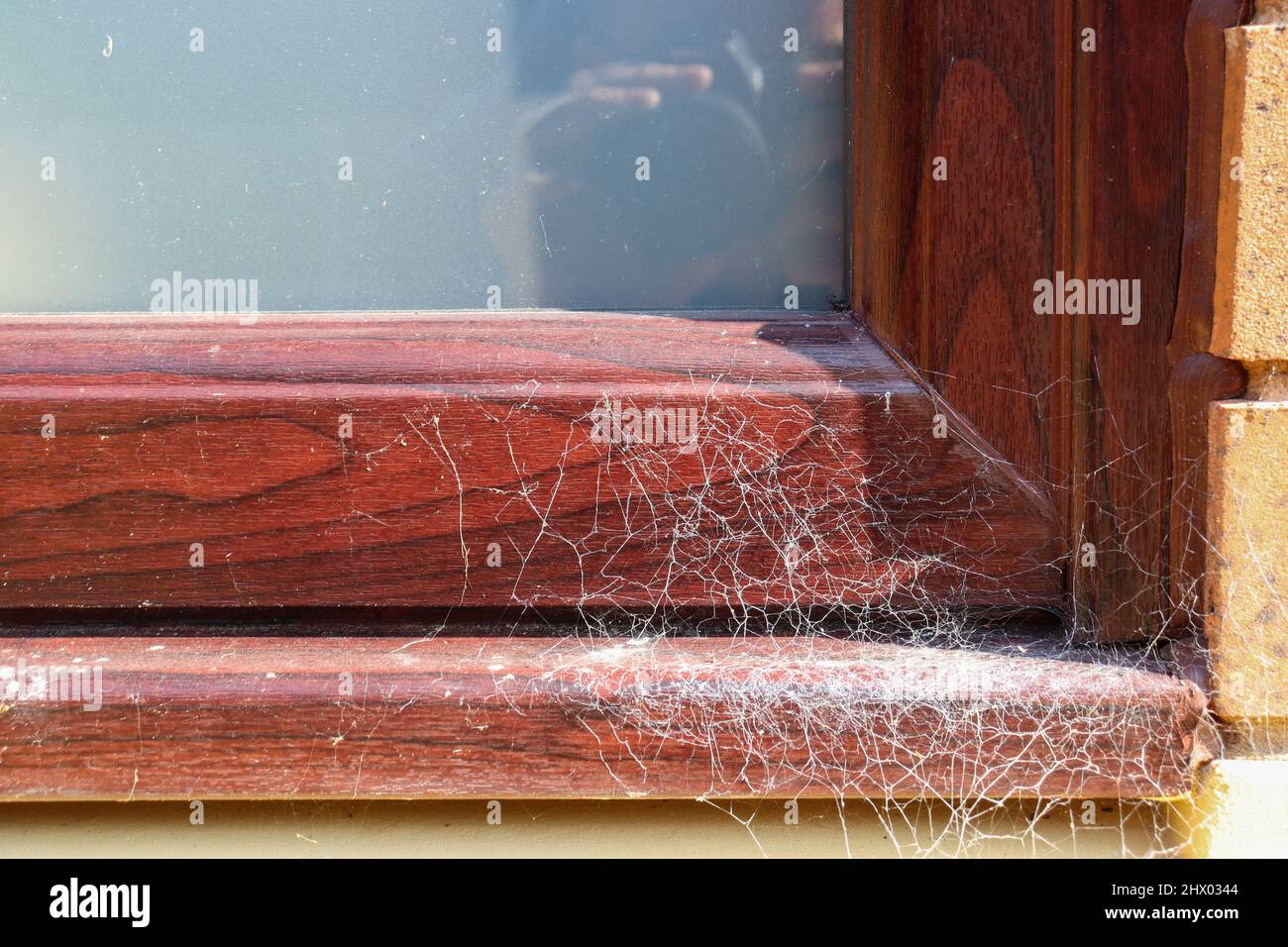 Wood spiders hi-res stock photography and images - Alamy