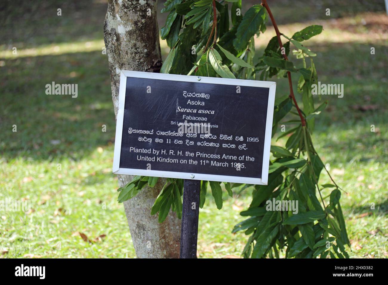 Tree planted by HRH Princess Anne at the Royal Botanical Gardens in Sri ...
