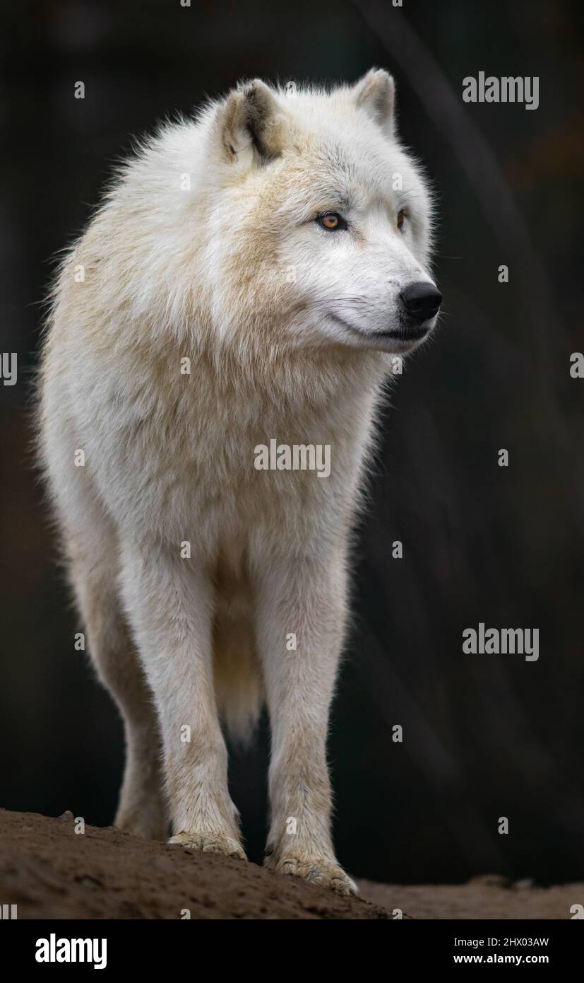 Arctic wolf howling hi-res stock photography and images - Alamy