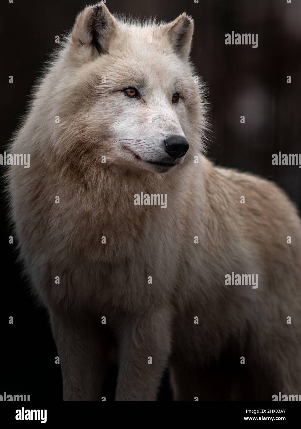 Arctic wolf howling hi-res stock photography and images - Alamy