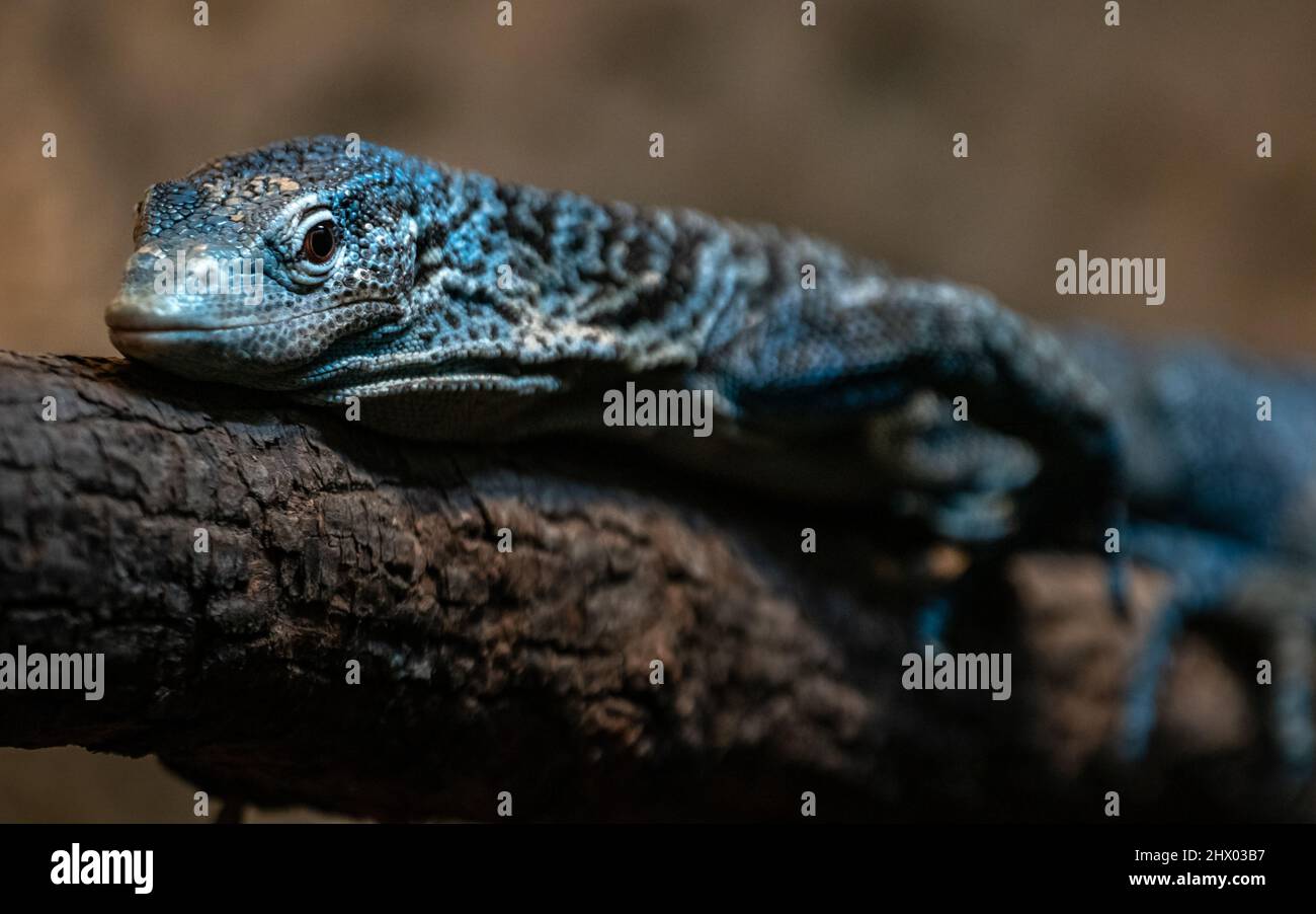 Baby monitor lizard hi-res stock photography and images - Alamy