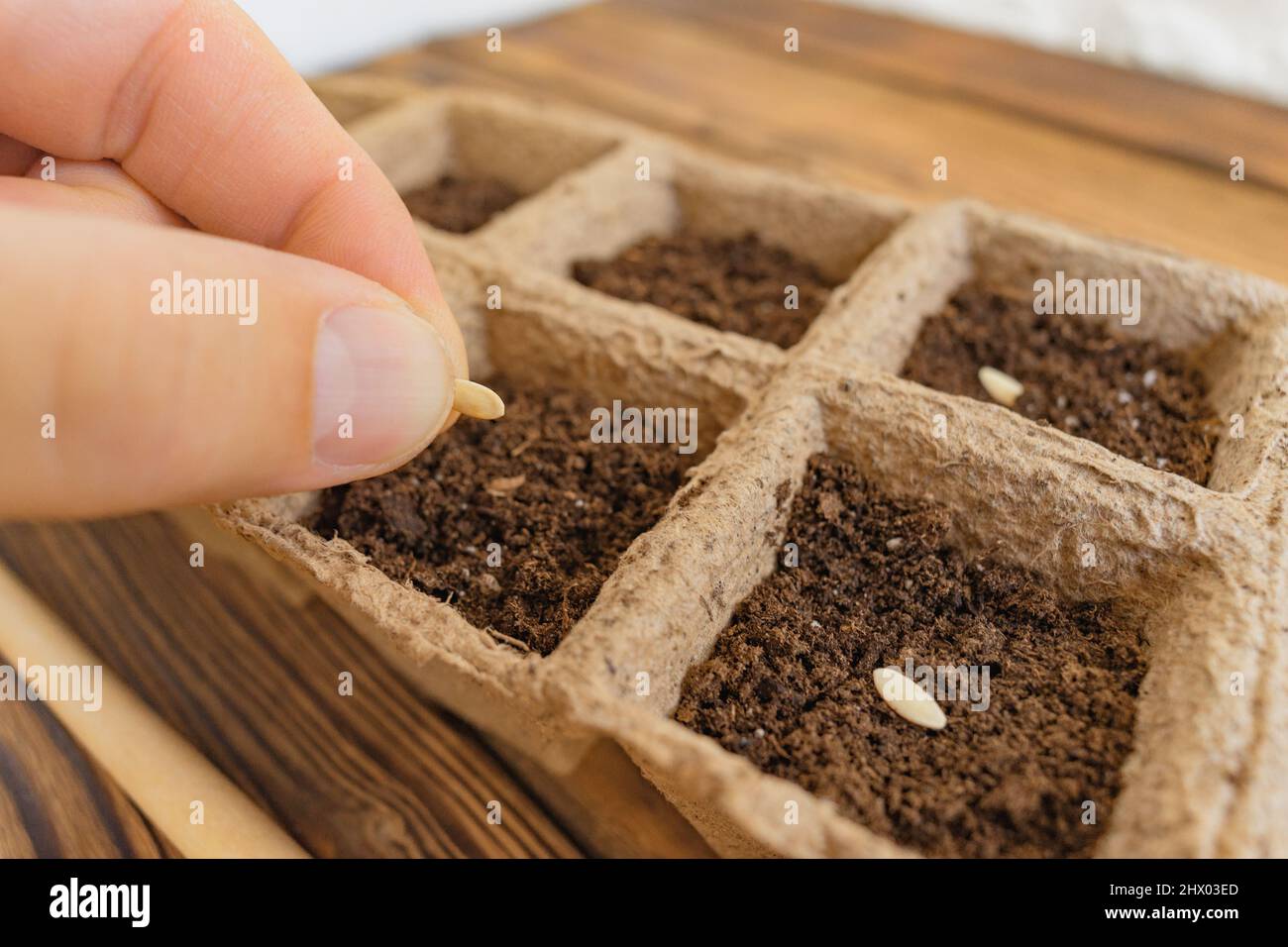 Gardener hand putting seed into fertile soil in peat pot. Close-up view ...