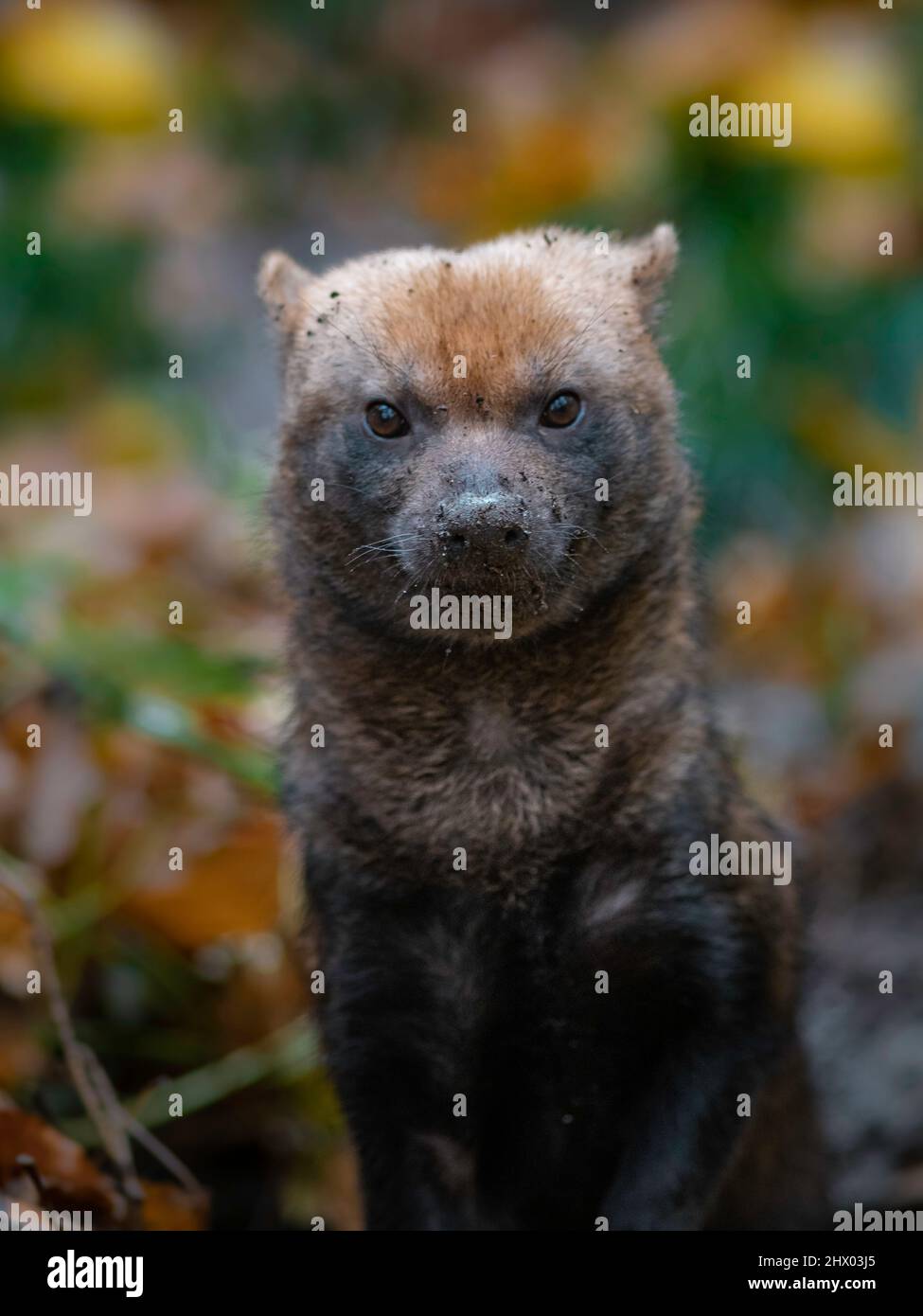 Brazilian zoo hi-res stock photography and images - Alamy