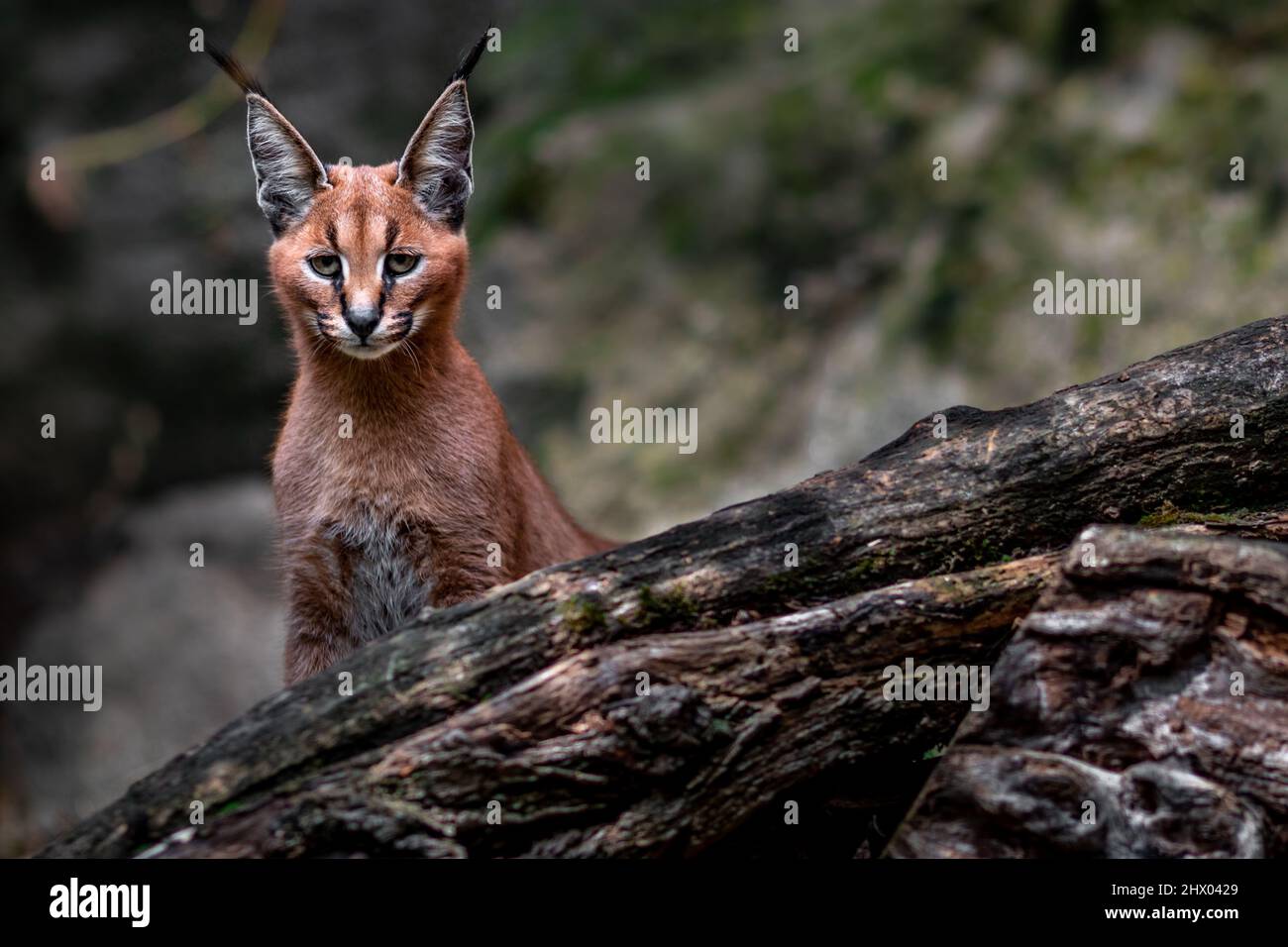 Caracal animal big cat hi-res stock photography and images - Alamy