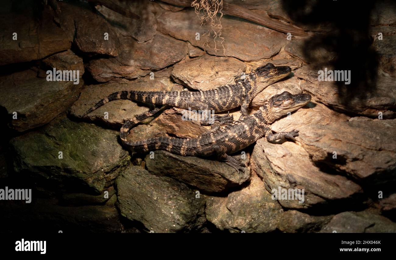 Gator gators hi-res stock photography and images - Alamy