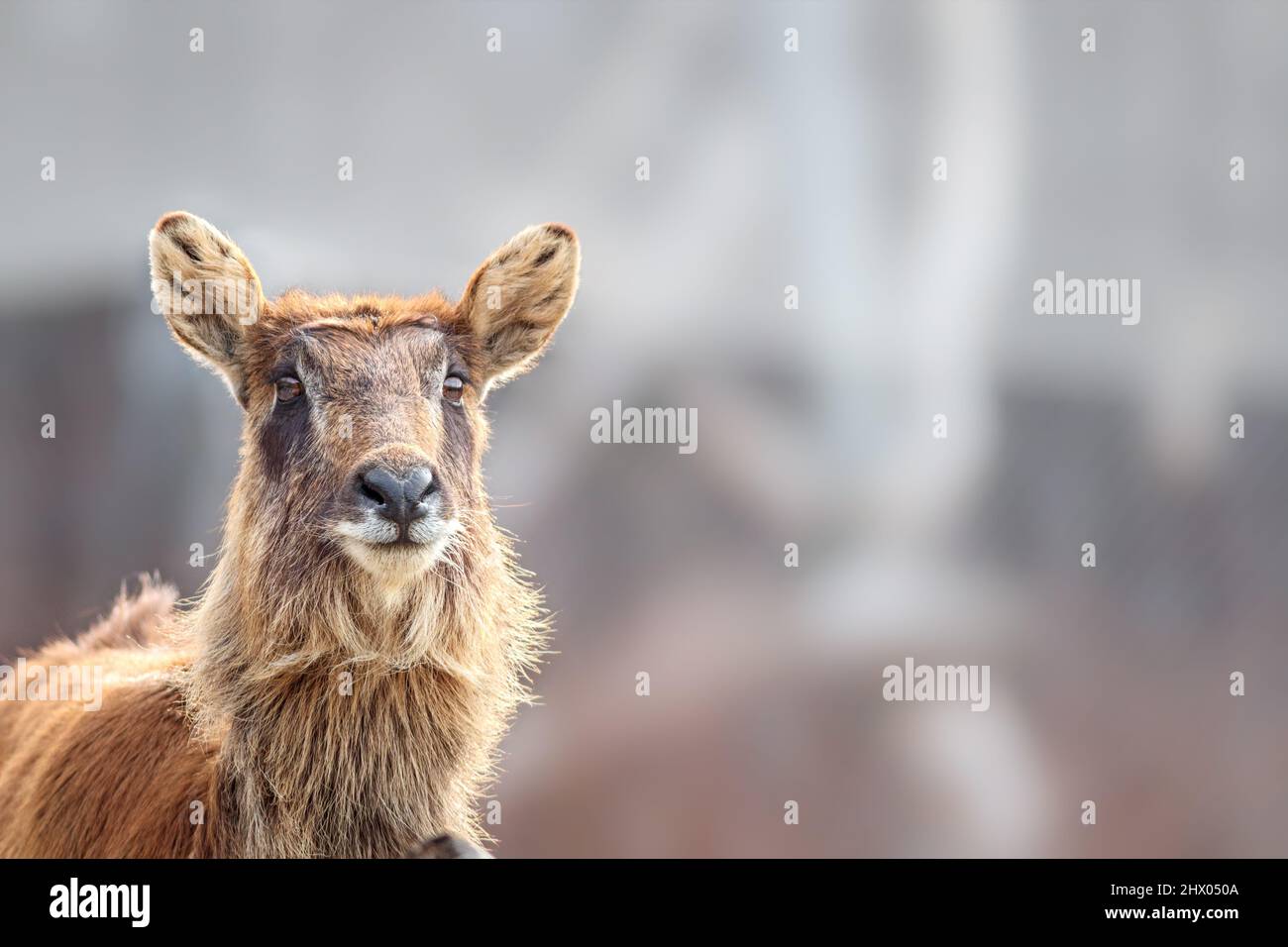 Female lechwe hi-res stock photography and images - Alamy