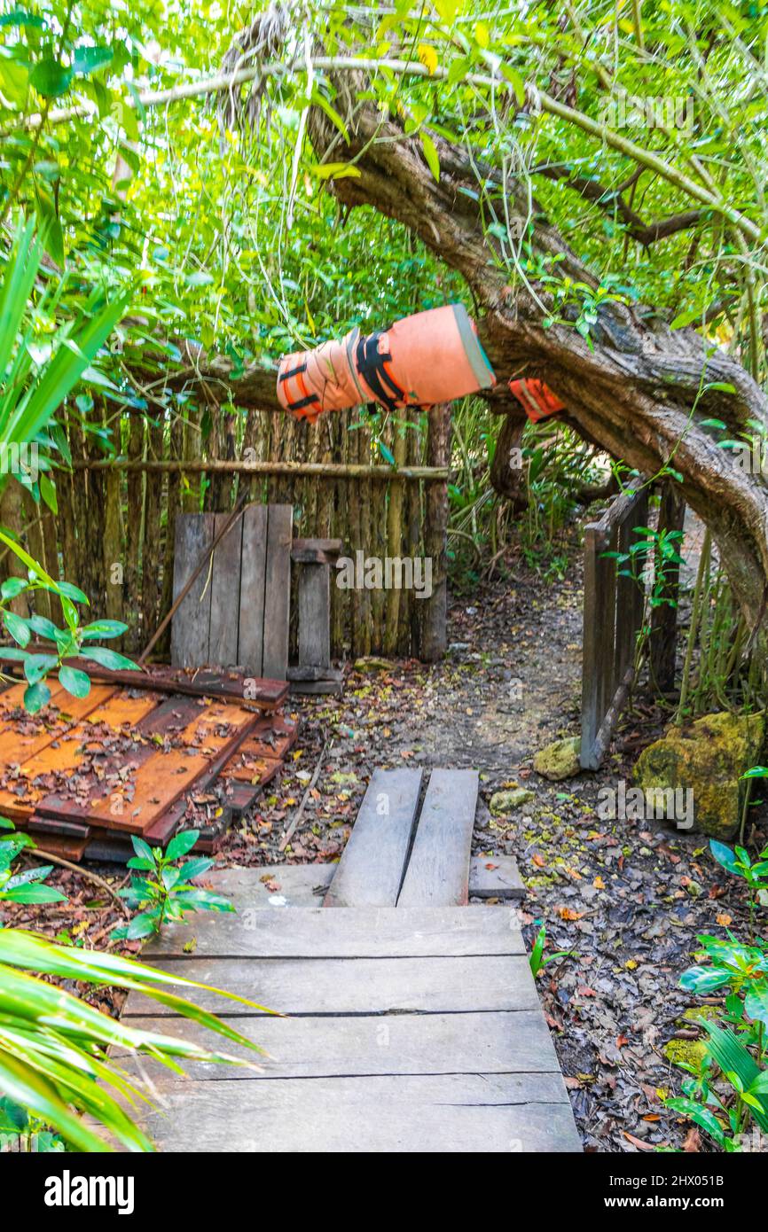 Tropical natural jungle forest plants palm trees and wooden walking ...