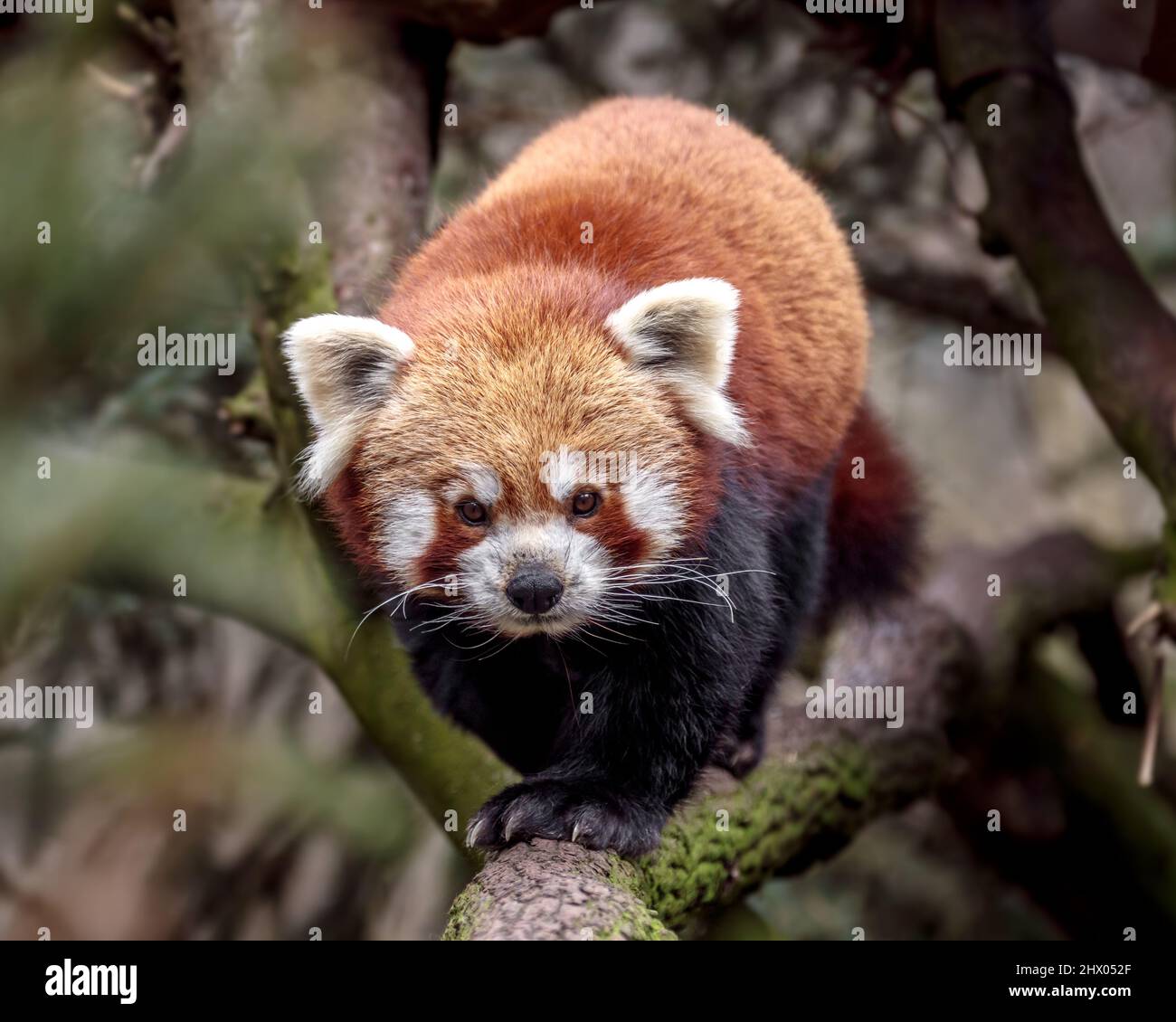 Panda tail adorable ailurus animal hi-res stock photography and images ...