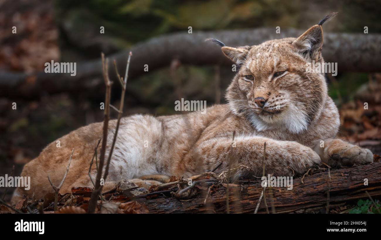 Lynx skin hi-res stock photography and images - Alamy