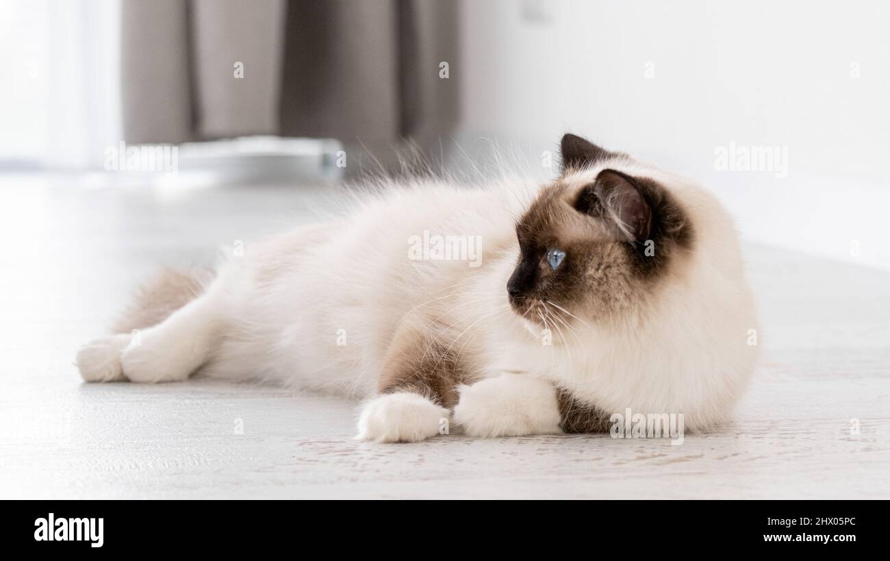 American ragdoll hi-res stock photography and images - Alamy