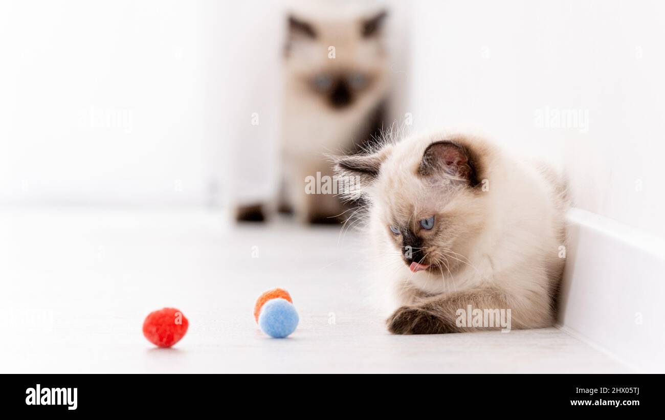American ragdoll hi-res stock photography and images - Alamy