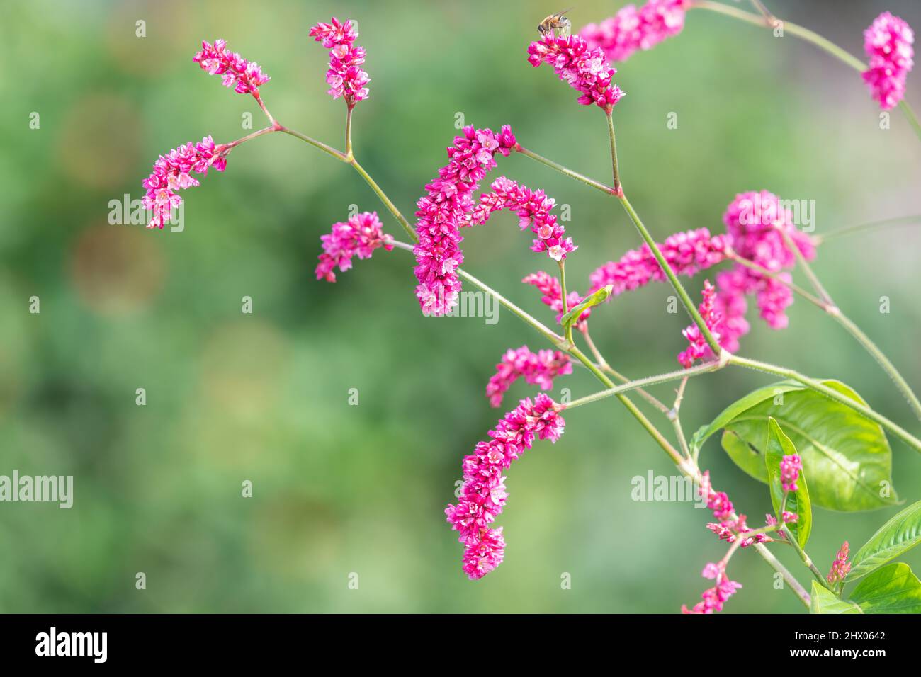 Close up of red bistort (bistorta amplexicaulis) flowers in bloom Stock ...