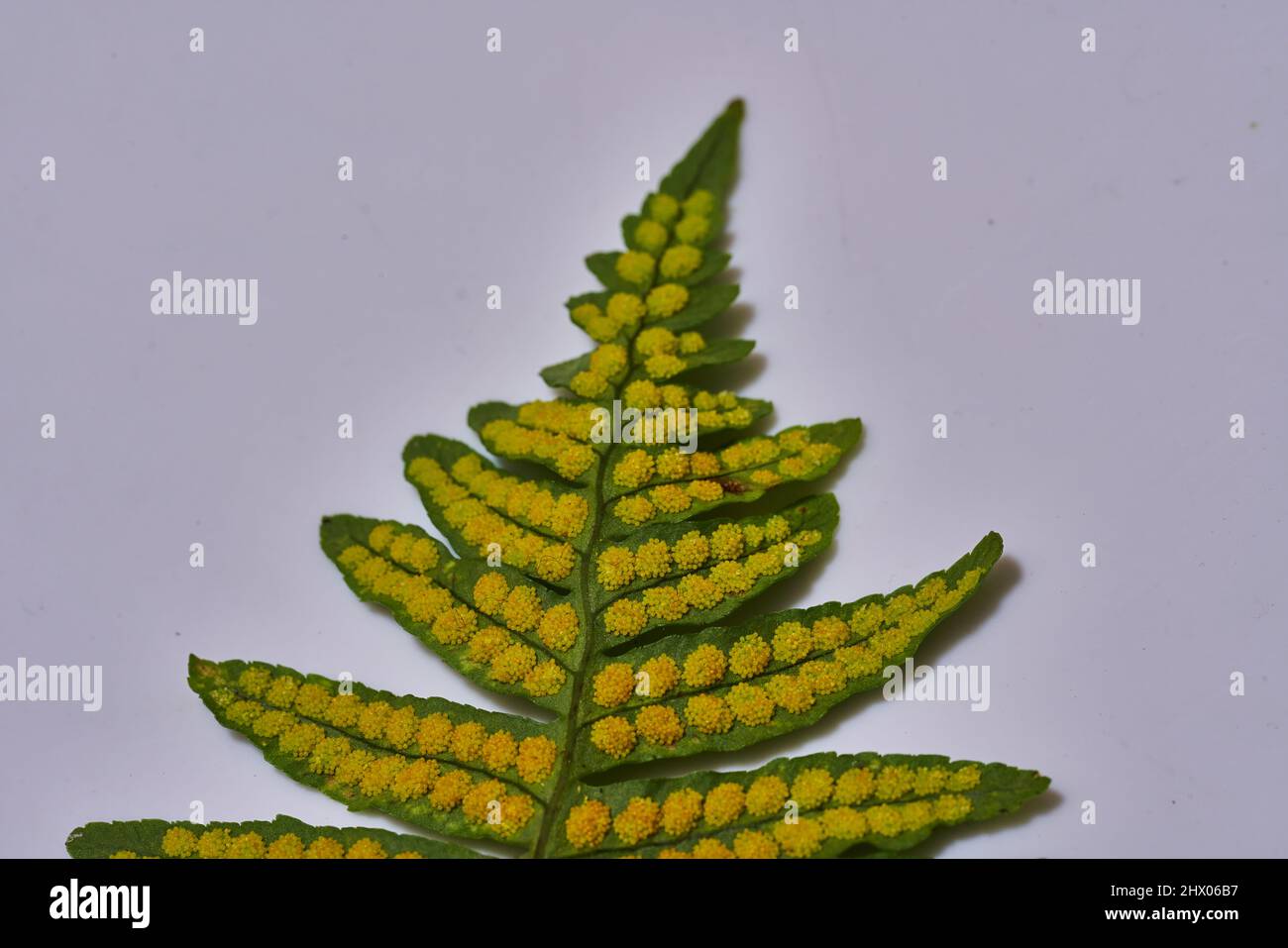 View of the underside of a fern leaf full of yellow spores prepared to ...