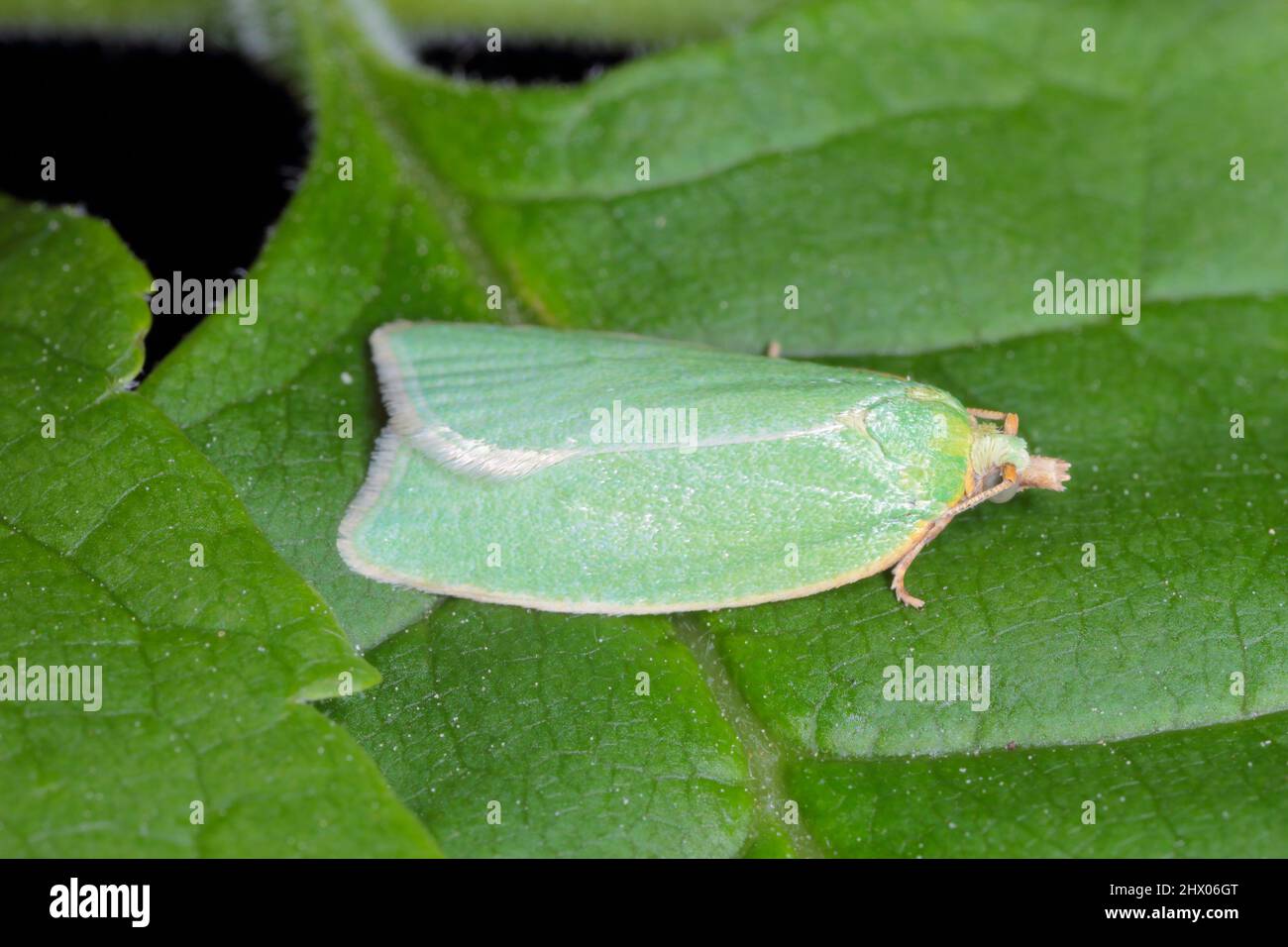 Moth of Green oak tortrix (Tortrix viridana), also know as European oak ...