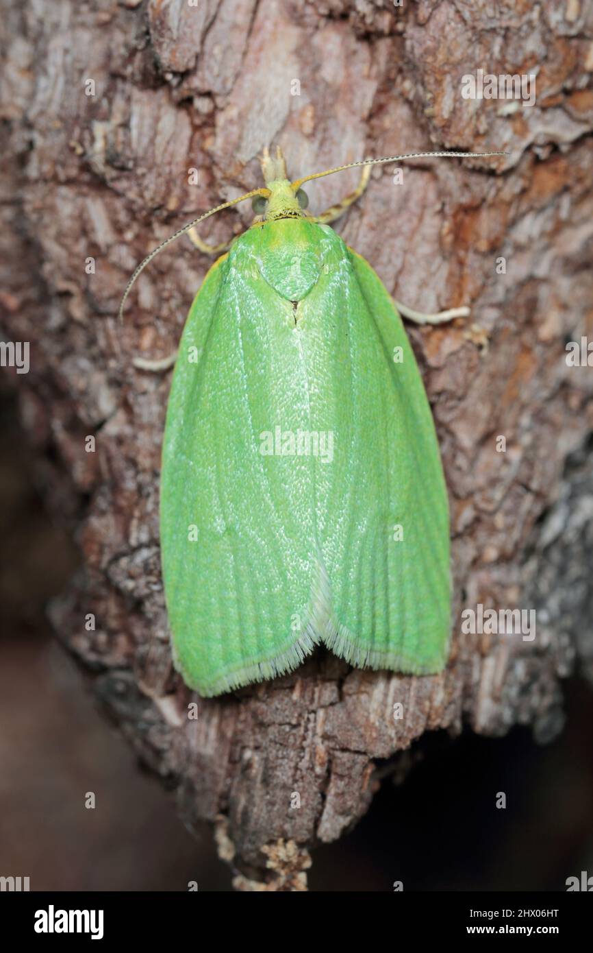 Moth of Green oak tortrix (Tortrix viridana), also know as European oak ...