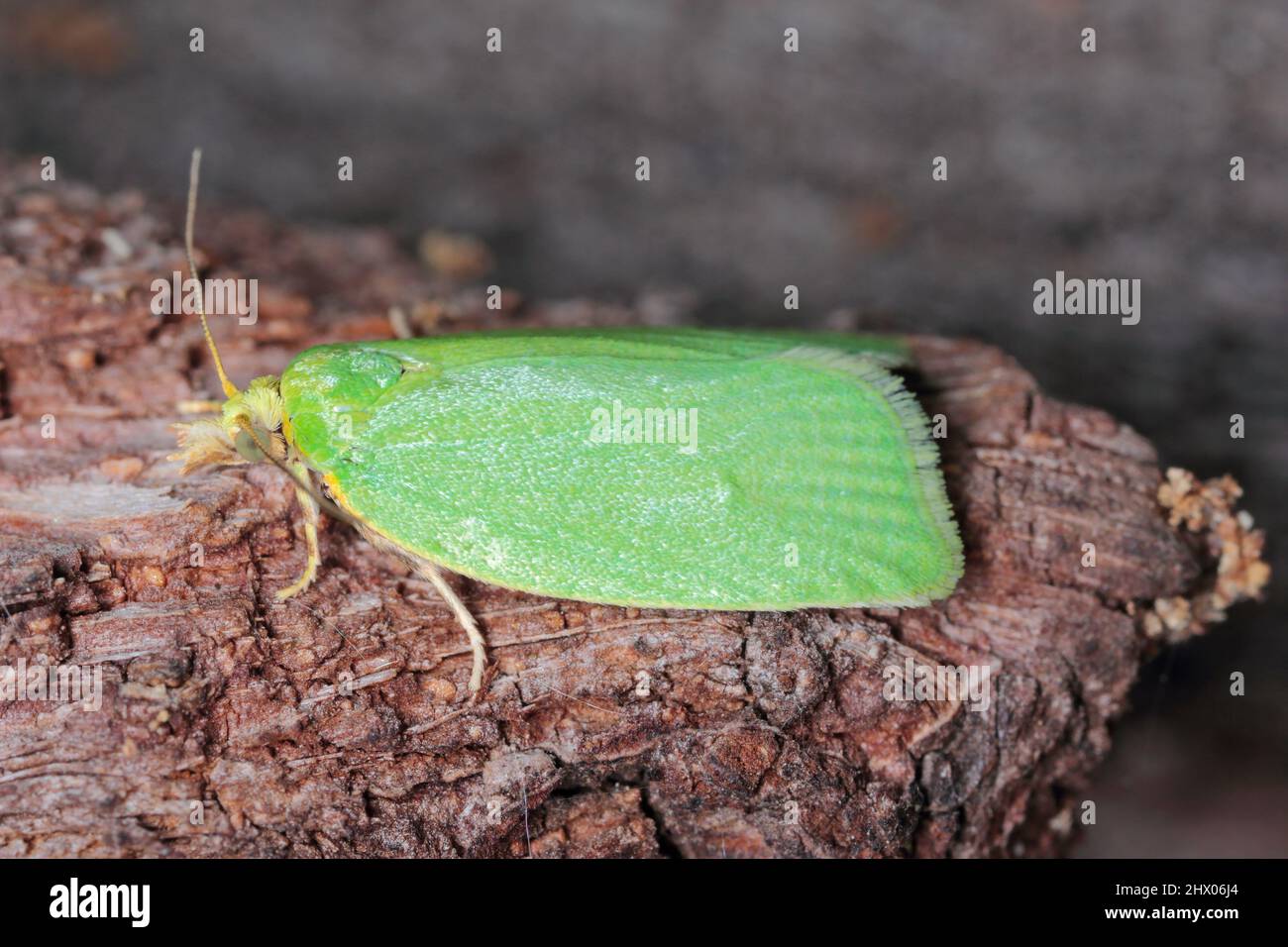 Moth of Green oak tortrix (Tortrix viridana), also know as European oak ...