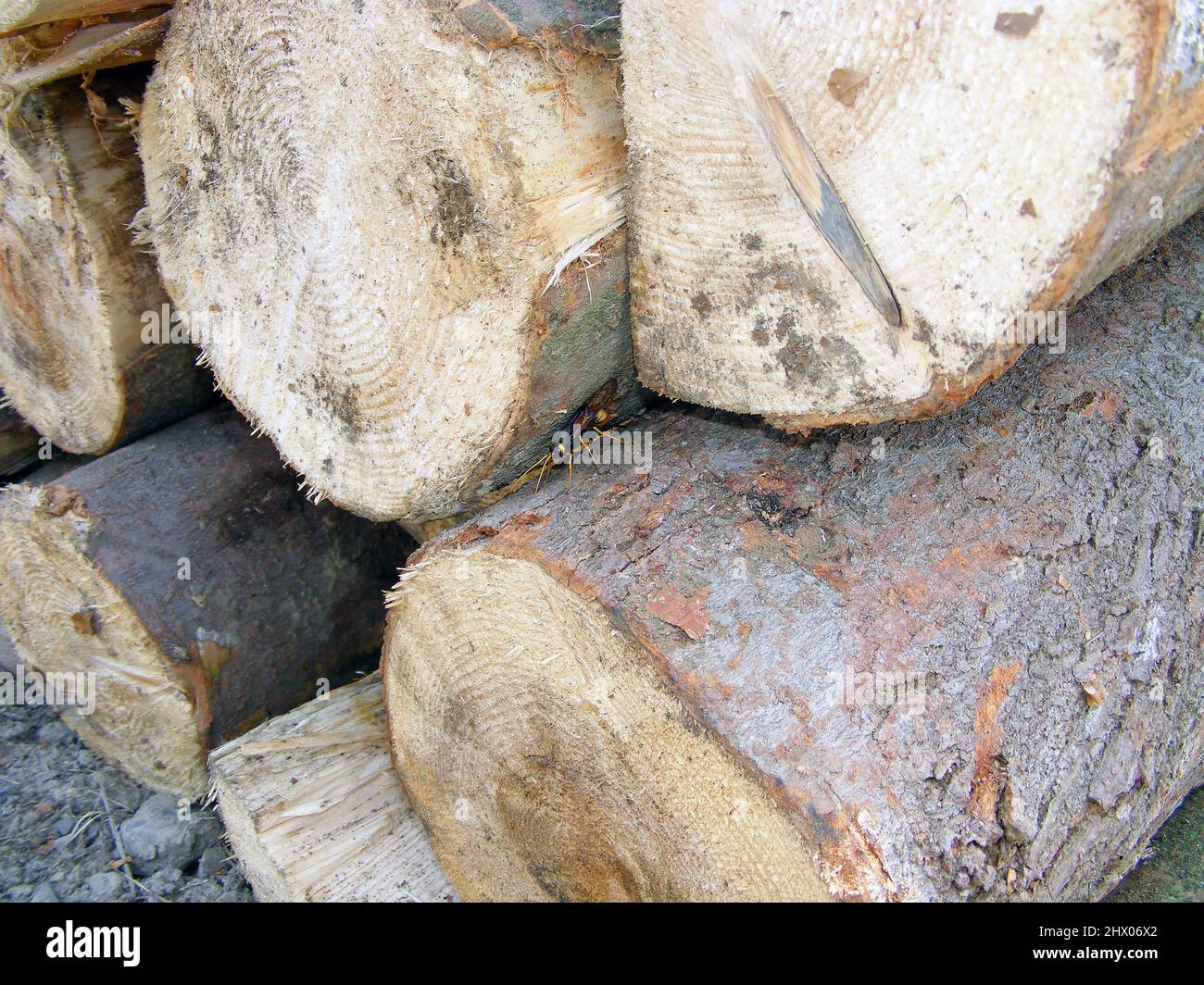 Giant Woodwasp, Banded Horntail, or Greater Horntail (Urocerus gigas ...