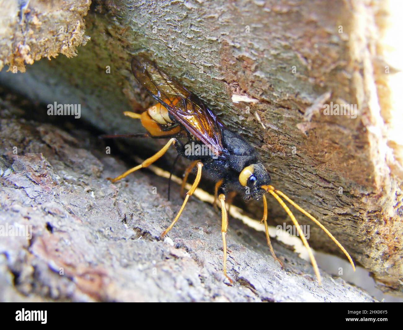 Giant Woodwasp, Banded Horntail, or Greater Horntail (Urocerus gigas ...