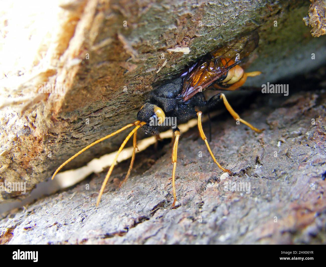 Giant Woodwasp, Banded Horntail, or Greater Horntail (Urocerus gigas ...