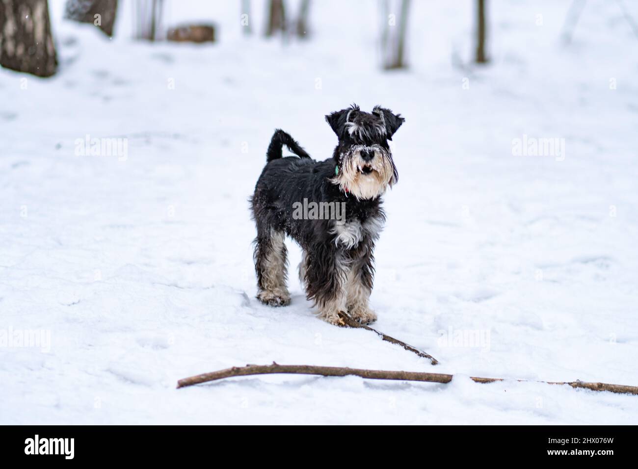 Miniature Schnauzer dog beard background pup, for portrait domestic in ...