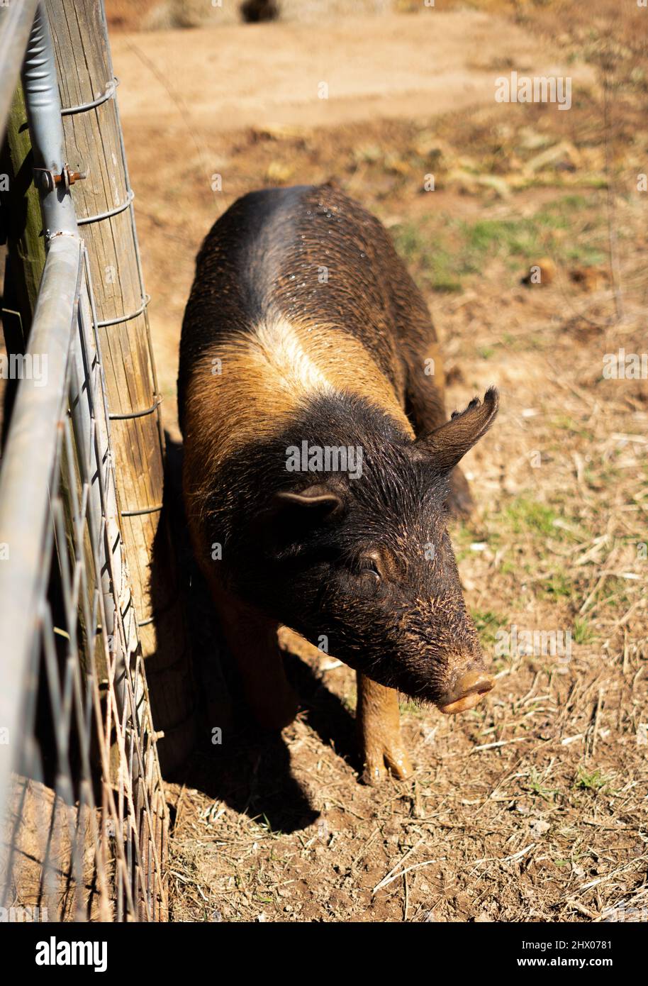 Porcul de banat hi-res stock photography and images - Alamy