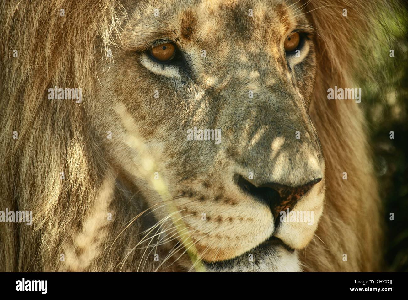 The king needs a rest too. Closeup cropped shot of a majestic lion ...