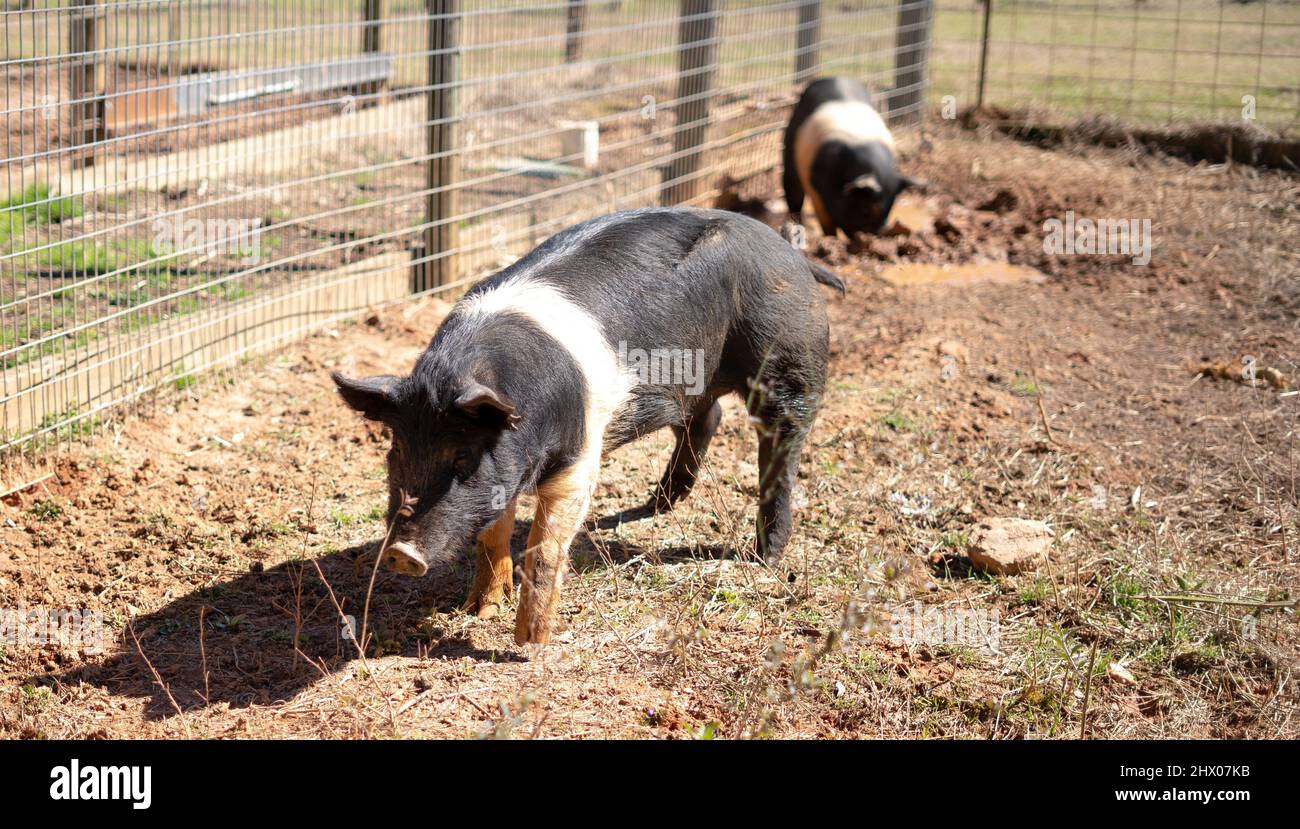 Bazna pig hi-res stock photography and images - Alamy