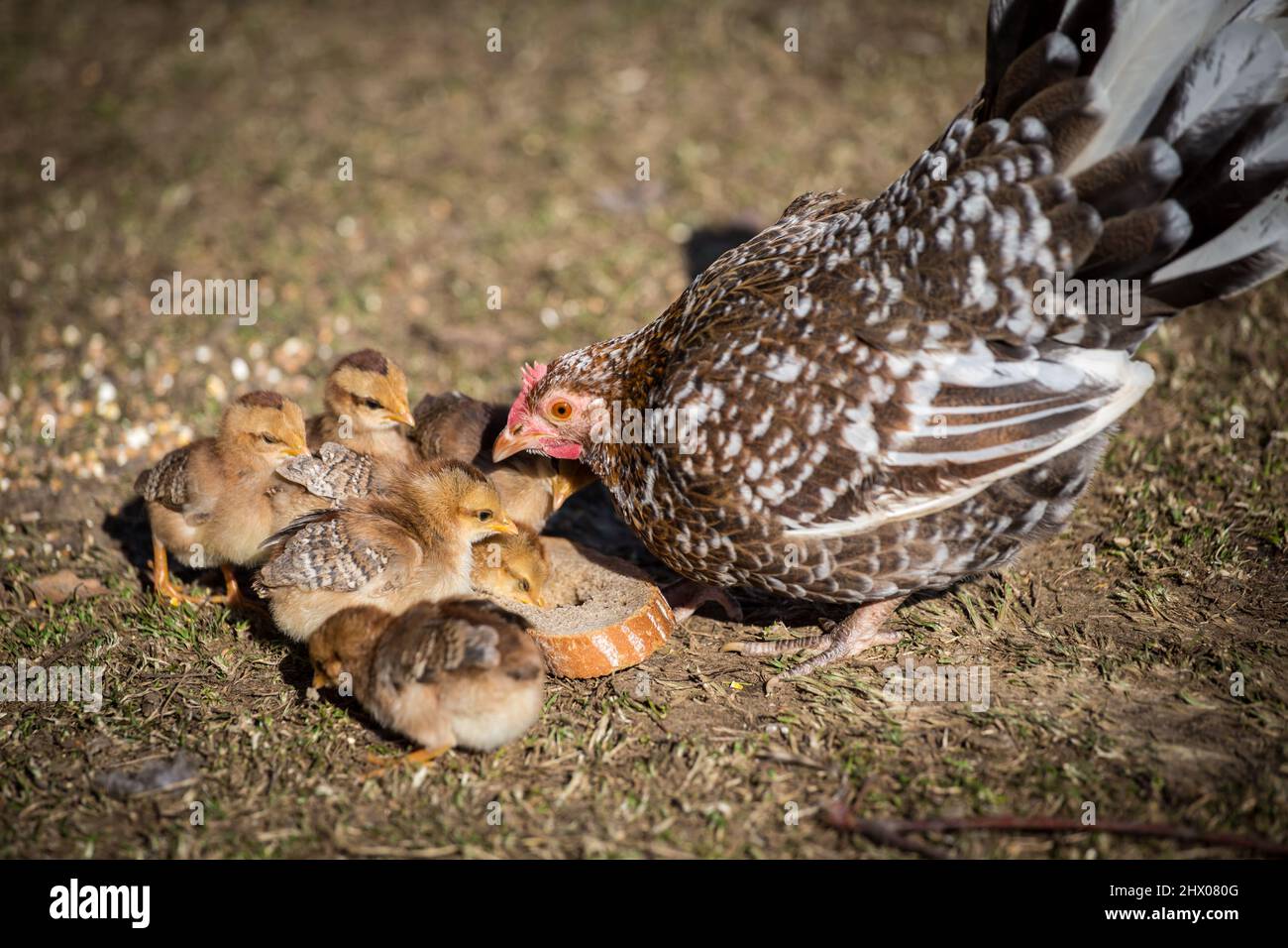 Chicken family, chicken mother and her hatchlings from the endangered ...