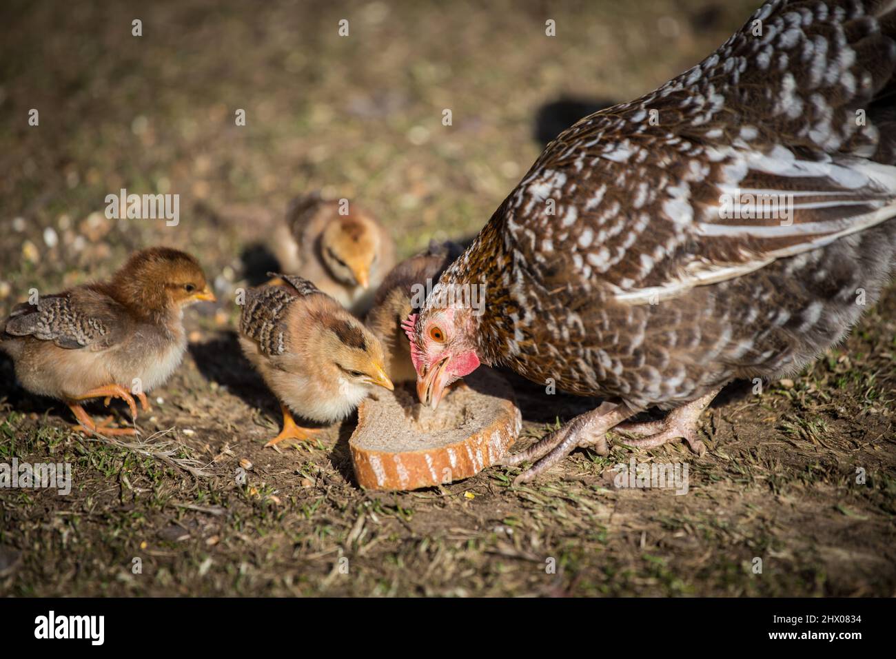 Chicken family, chicken mother and her hatchlings from the endangered ...