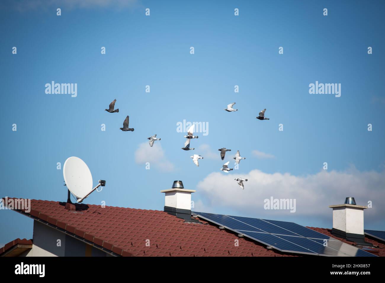 Racing pigeons flying Stock Photo - Alamy
