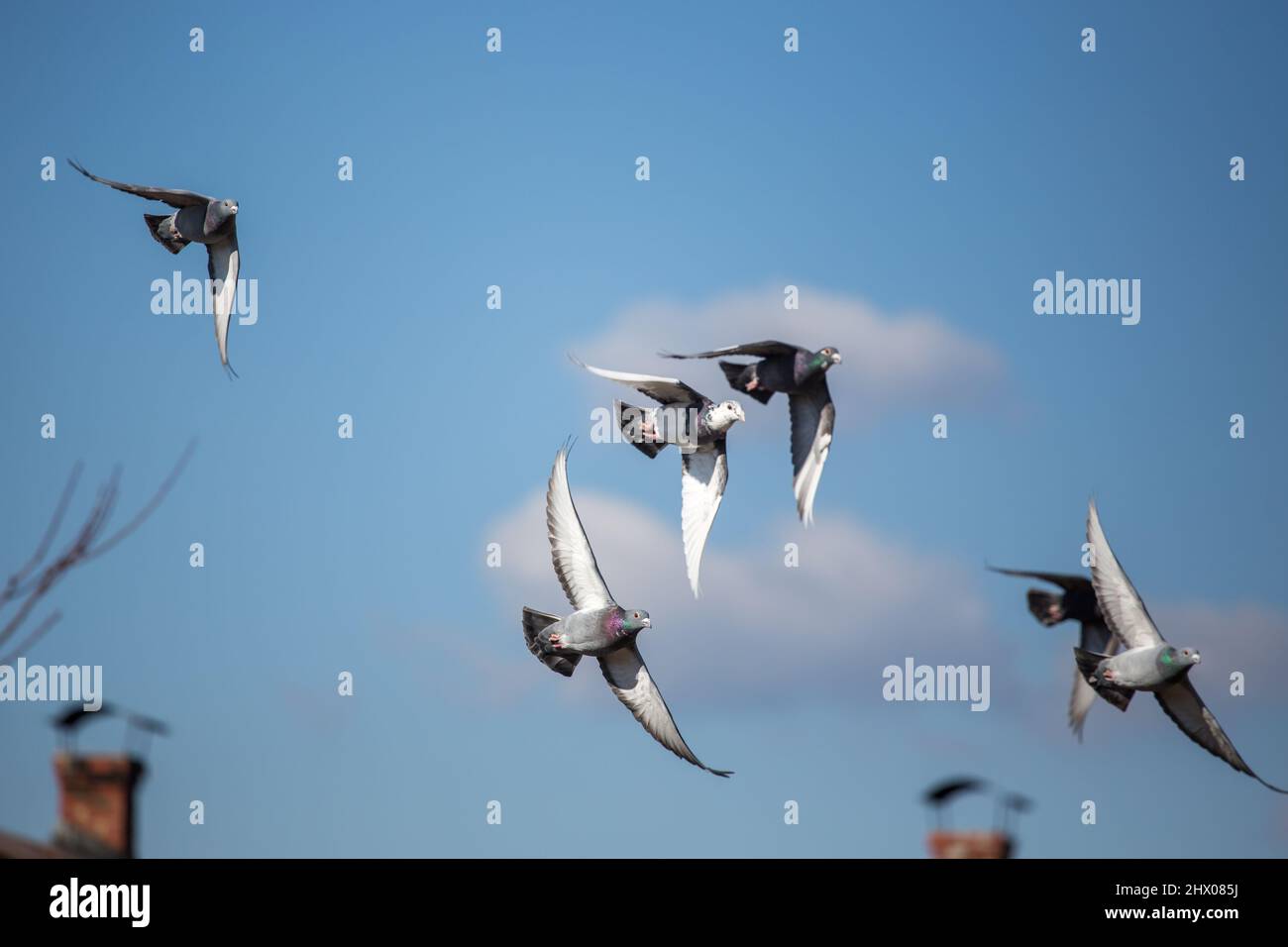 Racing pigeons flying Stock Photo - Alamy