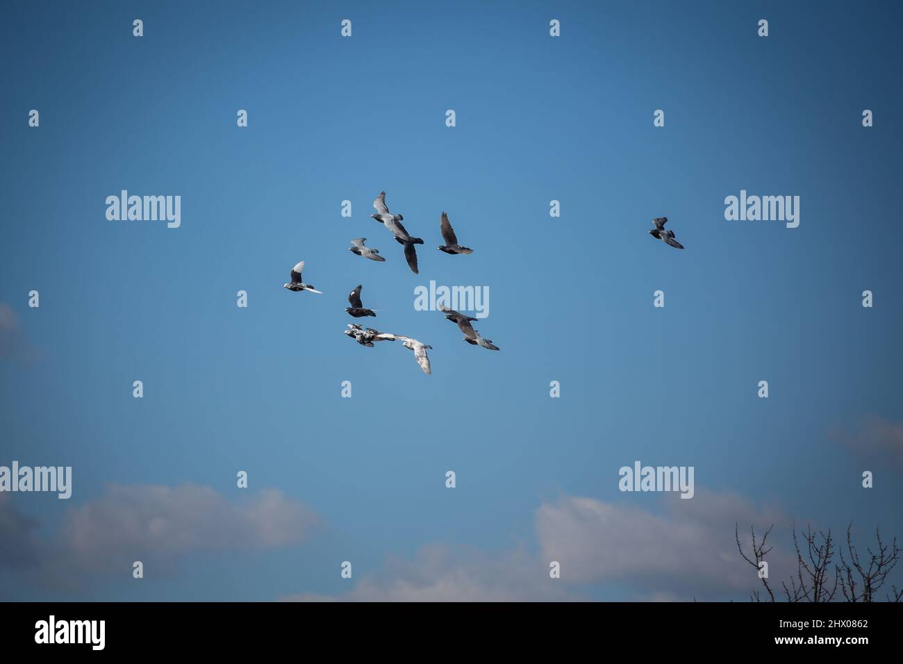 Racing pigeon breed hi-res stock photography and images - Alamy