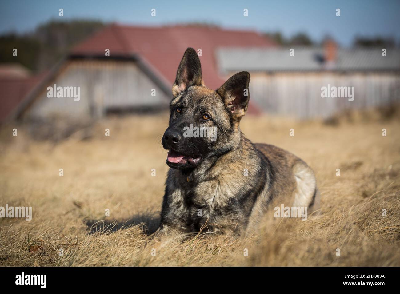German Shepherd Dog (Alsatian), puppy 6 months old, lying Stock Photo ...